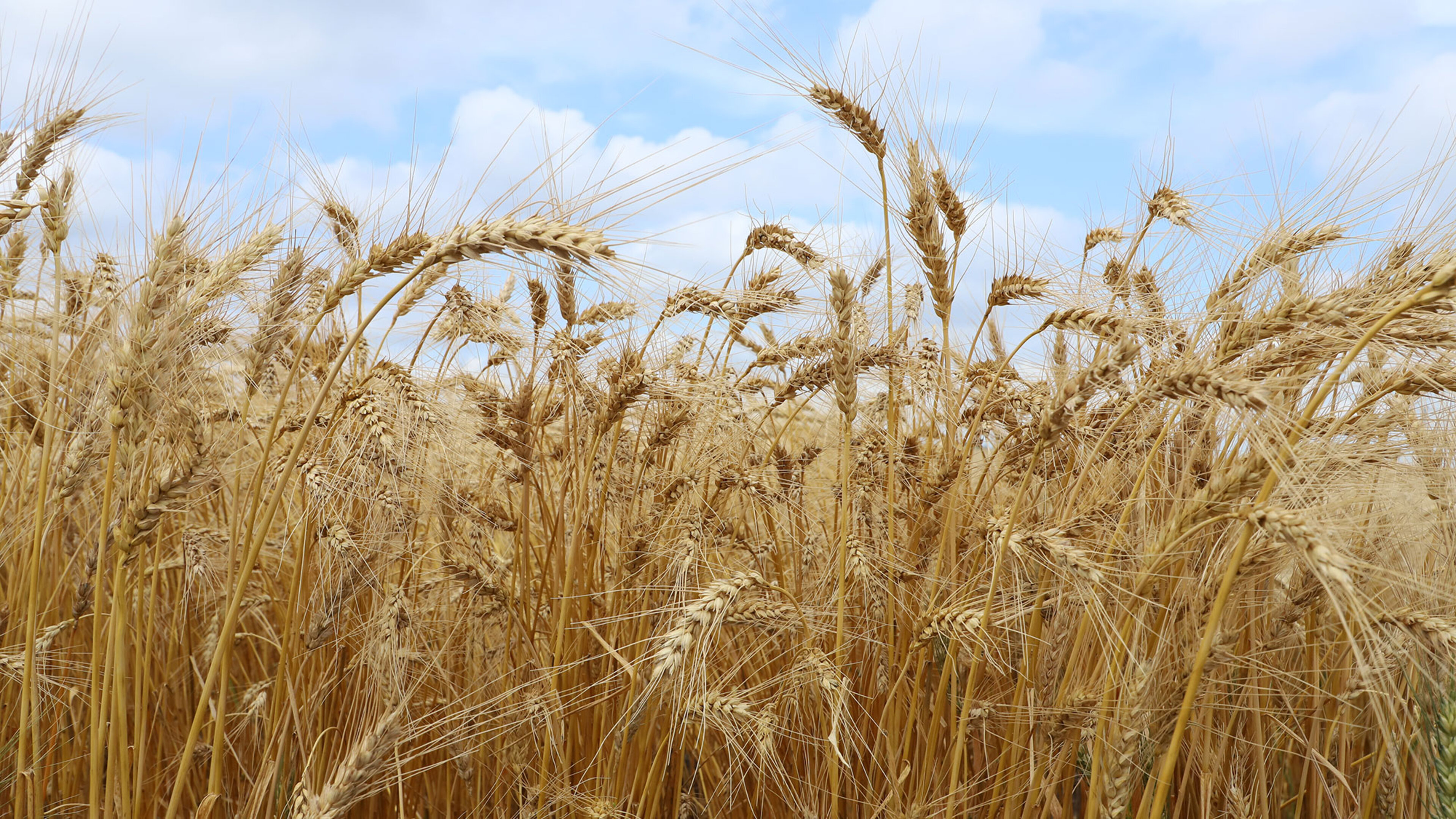 How a simple grain can improve global health and wellbeing | Department ...
