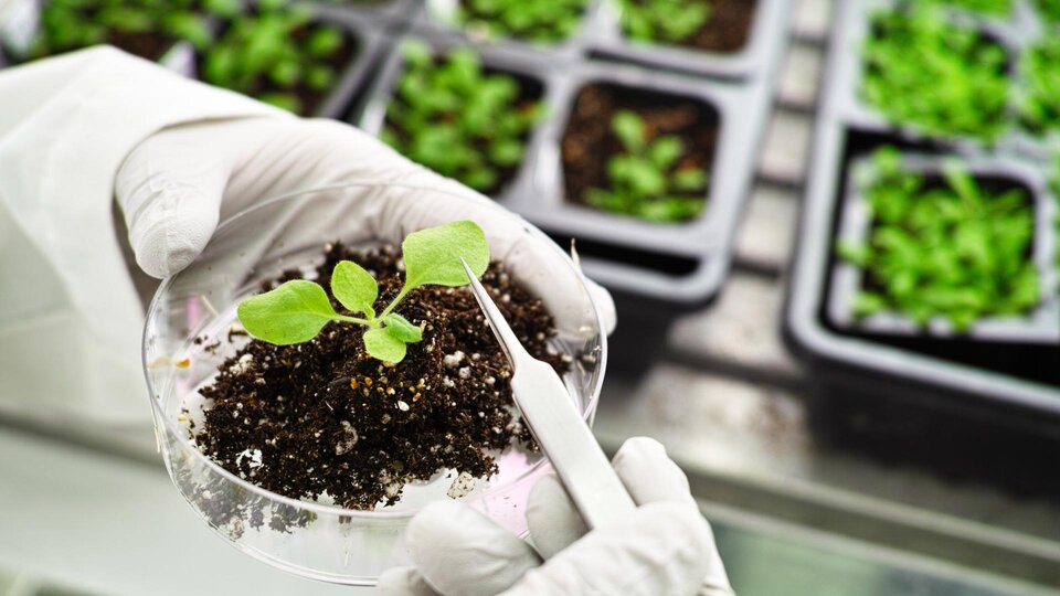 Plant Biology | Department of Agronomy and Horticulture | Nebraska