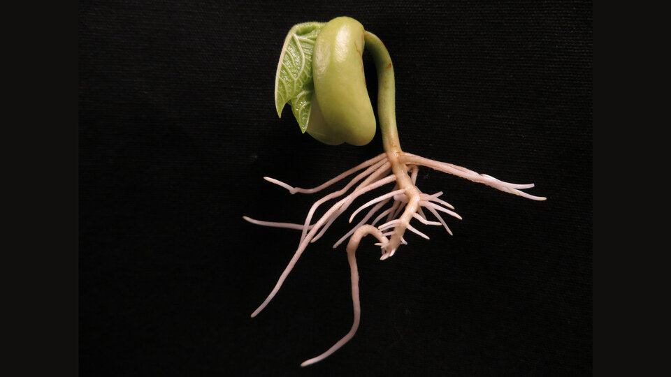 From Seed to Seed, A Pictorial Story Showing How a Bean Plant Grows ...