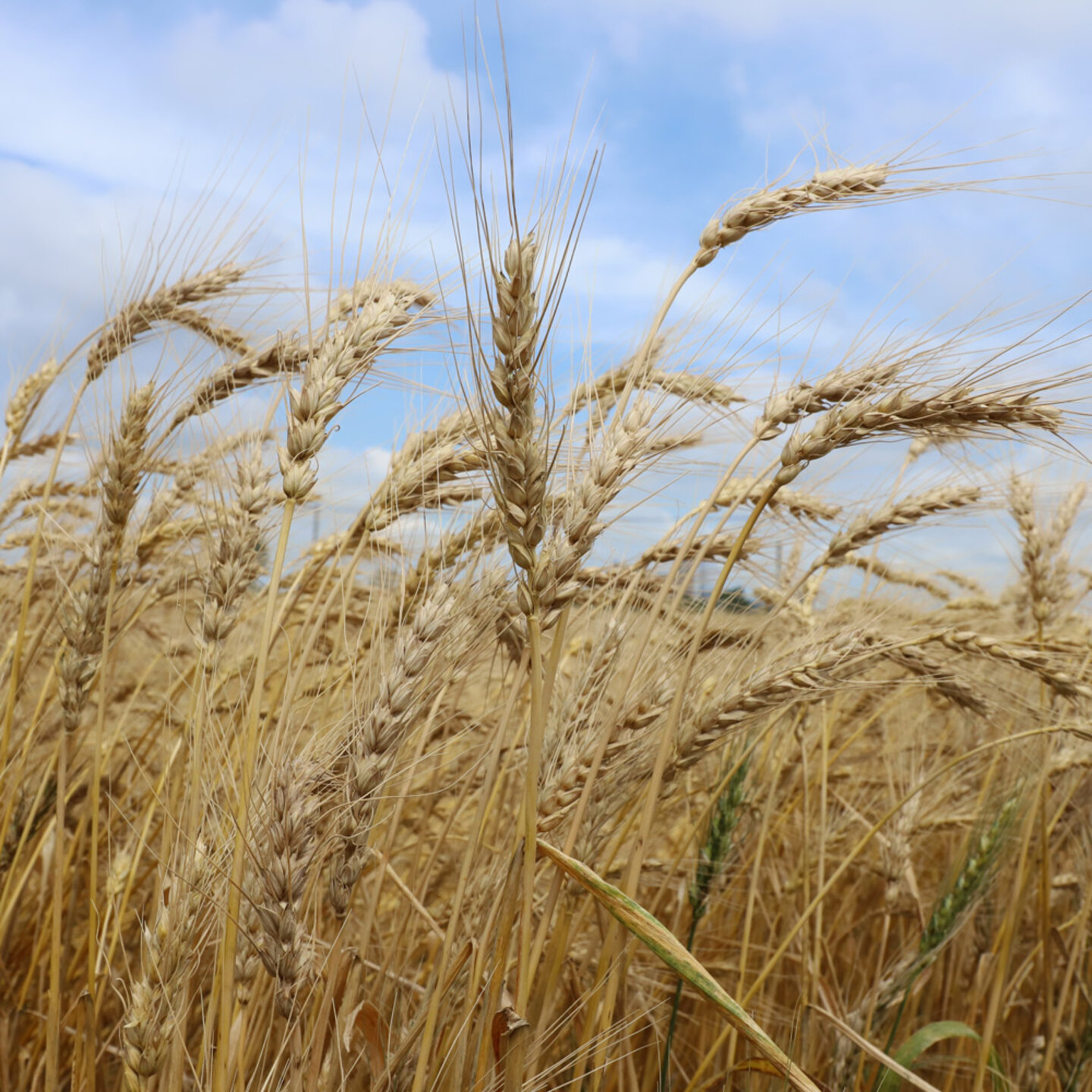 Department of Agronomy and Horticulture | Nebraska