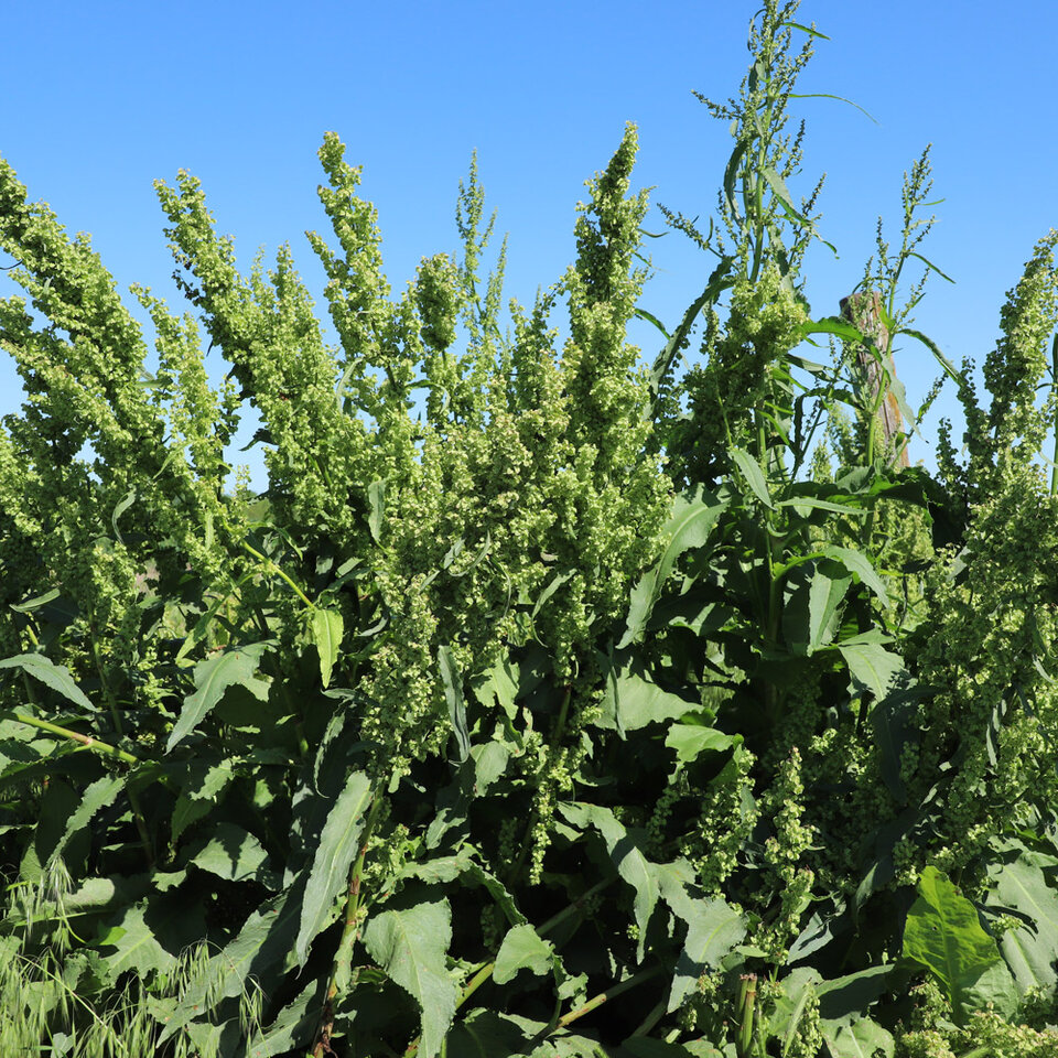 Department of Agronomy and Horticulture | Nebraska